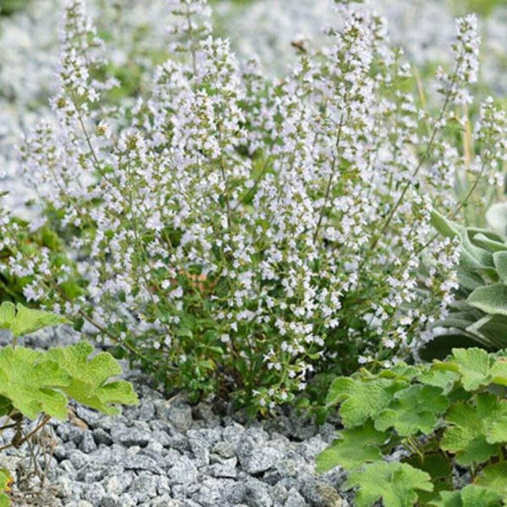 Душевик котовниковый 'White Cloud'
