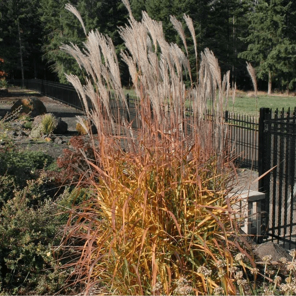 Purpurascens